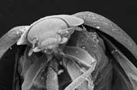 ASU - Ask A Biologist