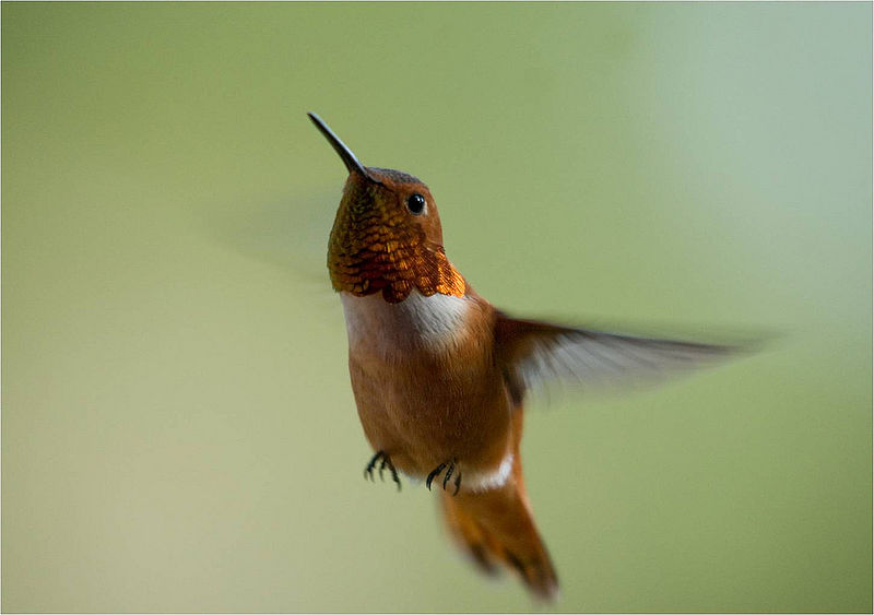Hummingbird Ecology | Ask A Biologist