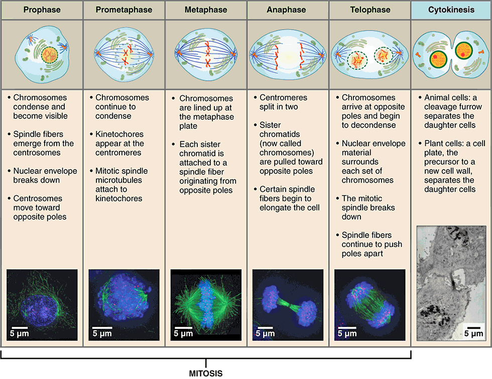 Cell Division Mitosis And Meiosis Ask A Biologist