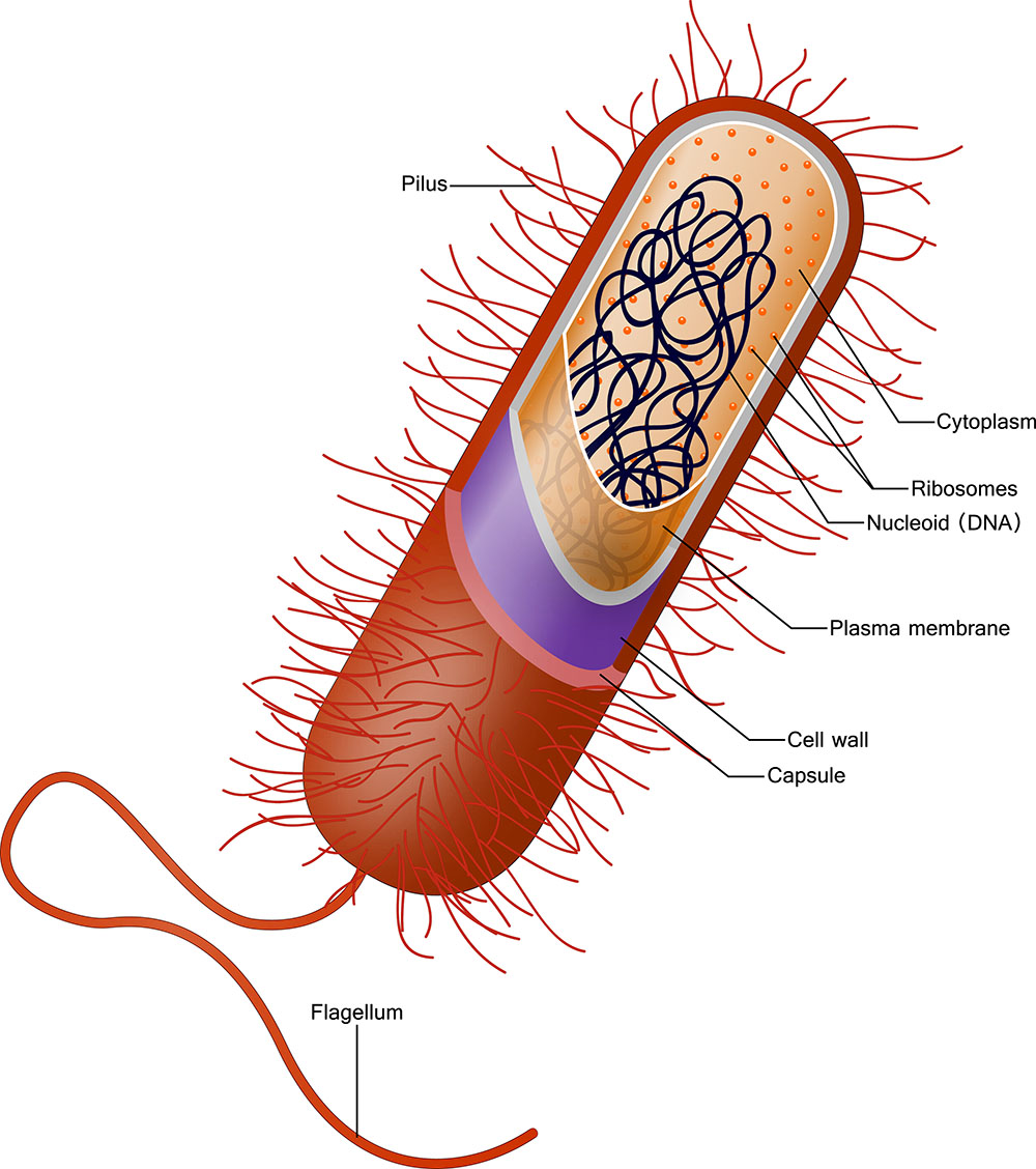 Cell Structure And Processes Worksheet Escolagersonalvesgui