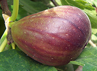 Fig Wasp | ASU - Ask A Biologist