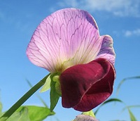 Mendel’s Garden | ASU - Ask A Biologist