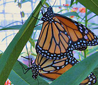 How to identify monarch butterflies | ASU - Ask A Biologist