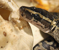 Pythons | ASU - Ask A Biologist