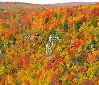 Temperate Forest Biome | ASU - Ask A Biologist