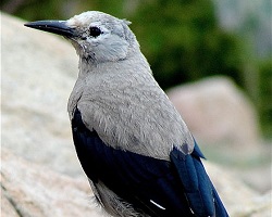 Temperate Forest Wildlife | Ask A Biologist