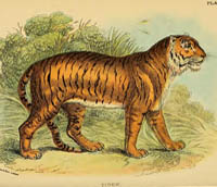 Tigers are Grrrrreat! | ASU - Ask A Biologist