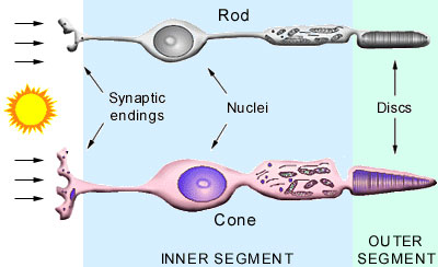 Differences Cones And Rods