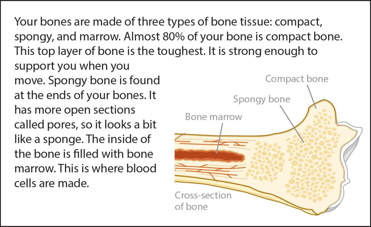Biology Reading Flashcards Bones Ask A Biologist biology-reading-flashcards-bones-ask-a-biologist