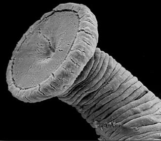 Tube feet | ASU - Ask A Biologist