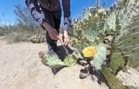 Desert Biome Virtual Tour 360 | Ask A Biologist