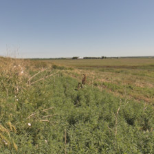 Grassland Biome Virtual Tour 360 | Ask A Biologist