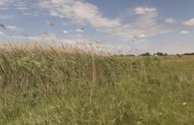 Grassland Biome Virtual Tour 360 | Ask A Biologist