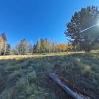 Temperate Forest Virtual Tour 360 | Ask A Biologist