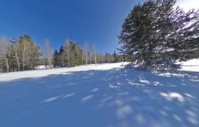 Temperate Forest Virtual Tour 360 | Ask A Biologist