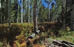 Temperate Forest Virtual Tour 360 | Ask A Biologist